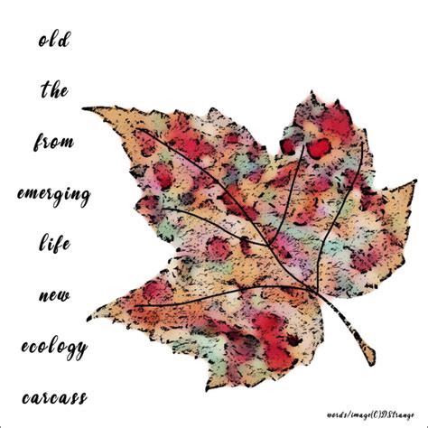 Carcass Ecology The Abstractaphy Initiative