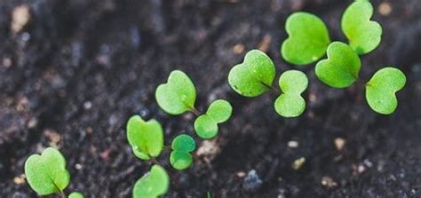 Soil Measurement Instrumentation For Soil And Earth Applications