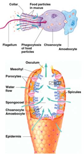 Bio 1202 Ch 41 Flashcards Quizlet