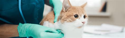 Diagnosis And Treatment Of Cat Hyperthyroidism Vetamerican