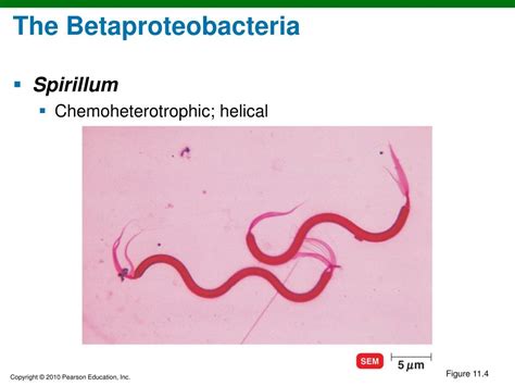 Ppt Chapter 11 Powerpoint Presentation Free Download Id5830721