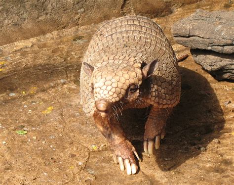 Tatu Peludo Um Dos Tatus Mais Conhecidos Do Brasil