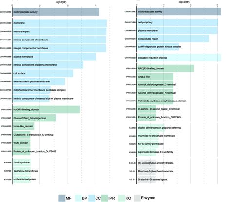 Bar Plots Showing Overrepresented Functional Annotations In The Set Of Download Scientific