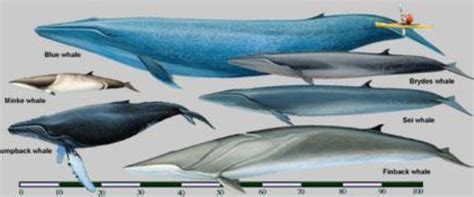 Baleen Whales Chart 10180 X 450 Image