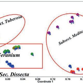 PCA Plots Of Morphological Characters Revealing Species Delimitation In Download Scientific