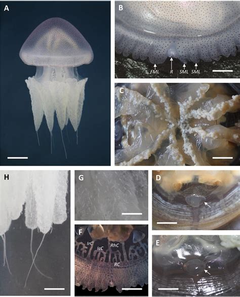 Morphology Of Acromitus Flagellatus Reported From Sri Lanka A H A Download Scientific