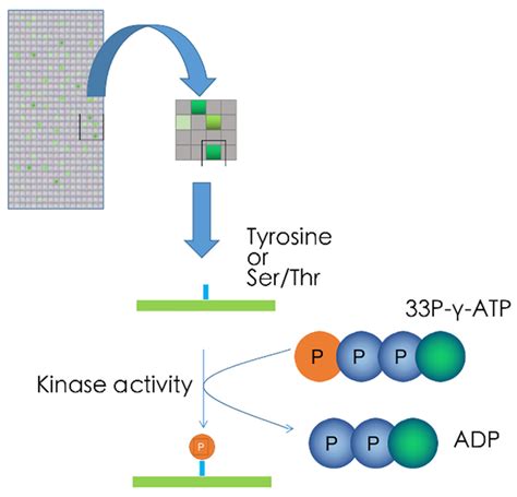 Kinetic Kinase Target Sequence Arrays The Microarray Assay For Kinase