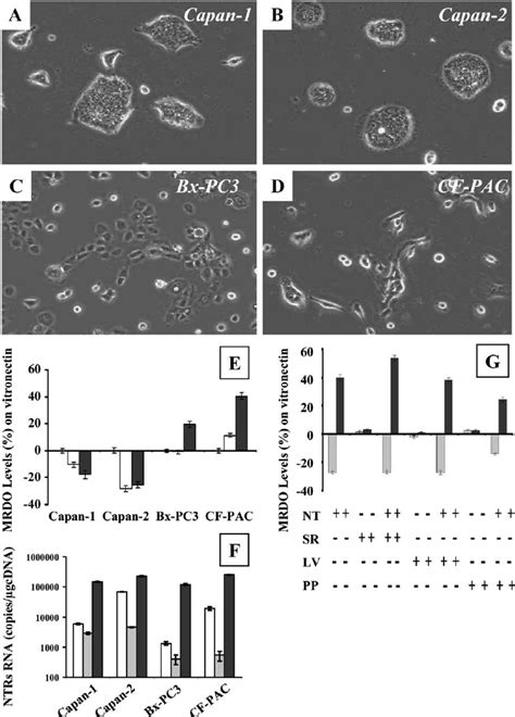 Ad Illustrations Of The Different Migratory Behavior Patterns Download Scientific Diagram