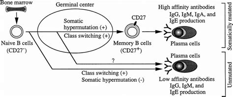 The Different Process Of Class Switching And Somatic Hypermutation And Download Scientific