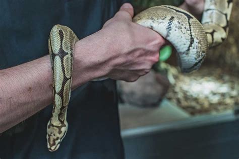 Ball Python Setup Care The Ultimate Guide