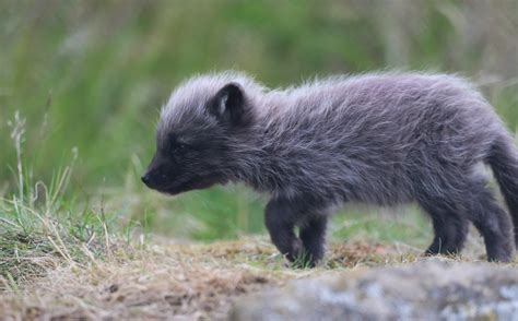 Five Arctic Fox Cubs Born At Highland Wildlife Park Biaza