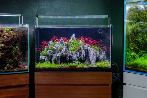 Uns 60a 20 Gallon Dual Aio Rimless Aquarium — Buce Plant
