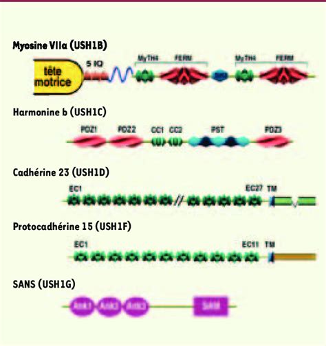 Les Cinq Protéines Ush1 Connues La Myosine Viia Ush1b Est Une Download Scientific Diagram