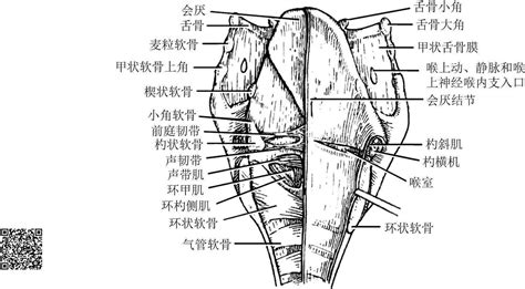 四喉腔 基础医学 医学