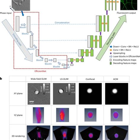 Acm Network Architecture And Inference A Network Architecture For