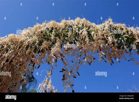 Dragon Tree Agave Swan Neck Agave Agave Attenuata Flower Stand