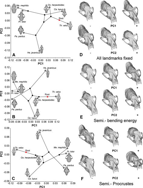 phylomorphospace derived from gmm analyses and major directions of