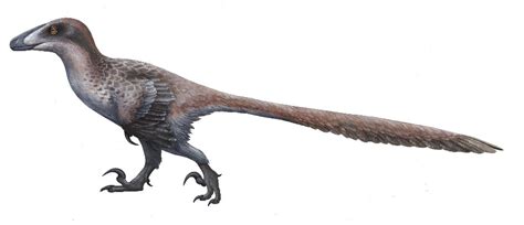 Deinonychus Pictures And Facts The Dinosaur Database