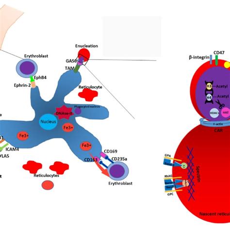 Processes Occurring Within The Maturing Circulating Reticulocyte