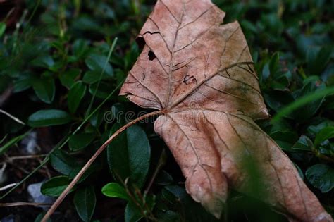 Brown Leave In The Grass Close Up Photo Stock Image Image Of Green
