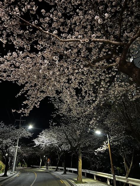 어무니가 찍은 벚꽃 세리에매니아