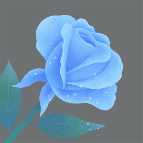 흔하지 않은 묘한 매력의 파란 장미