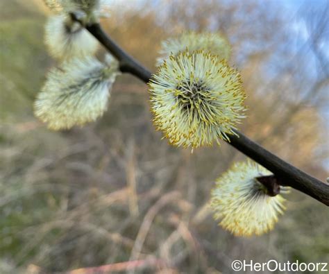 Pussy Willow Galore — Heroutdoorz Garden Designer And Nature Writer
