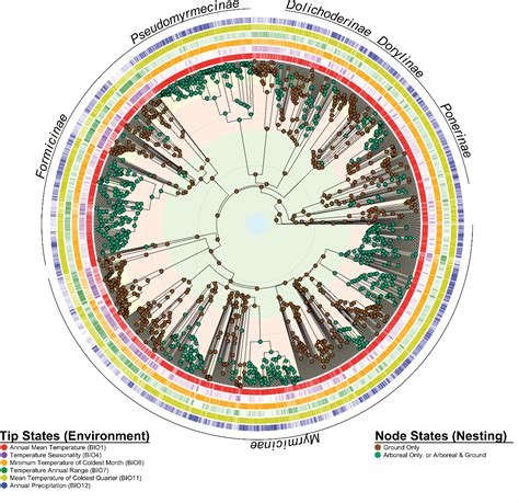figure 2 from macroecological diversification of ants is linked to angiosperm evolution