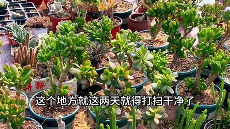 僵苗徒长的多肉植物老桩会有人要吗？回去砍头还是不错的！ Youtube