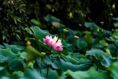 향기로운 분홍색 연꽃 을 내뿜다 배경 분홍 로터스 연꽃 연못 배경 일러스트 및 사진 무료 다운로드 Pngtree