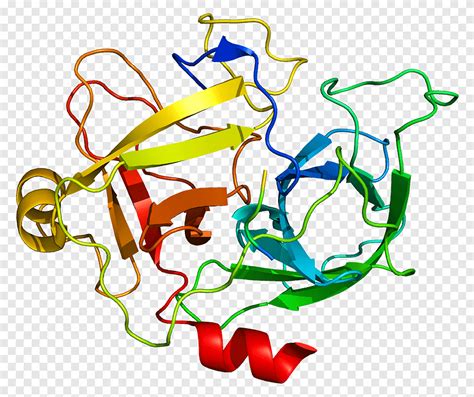 Mst1 Protein Domain Kringle Domain Gene Method Of Loci Text Structure Png Pngegg