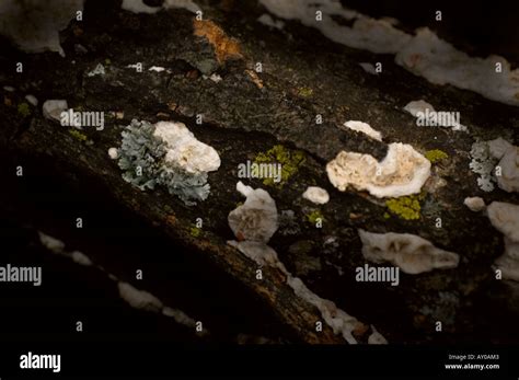 Lichens And Fungus Growing On A Dead Tree Limb Stock Photo Alamy