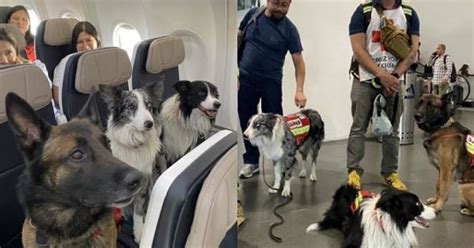 비행기 좌석에 타고 있는 개 세 마리의 정체 알고 보니 대단한 녀석들 노트펫