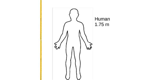 Microscopic Size Comparison By Christian Pesantes On Prezi