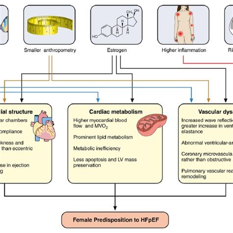 Fundamental Sex Differences That Predispose Women To The Development Of