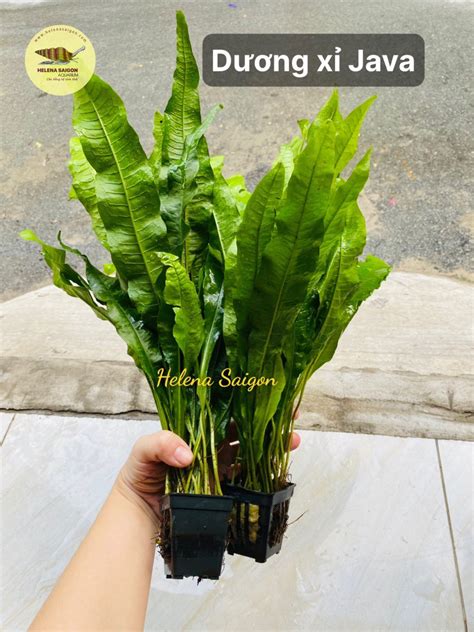 Dương Xỉ Java Helena Saigon