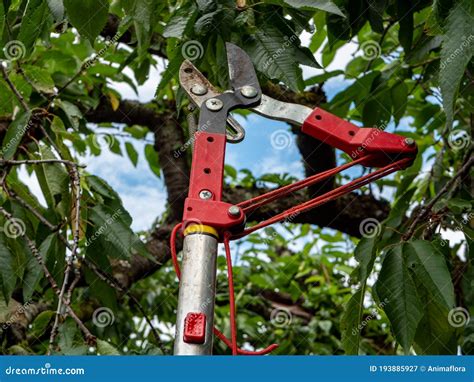 Loppers For Pruning Trees In The Garden Stock Image Image Of Garden Landscaping 193885927