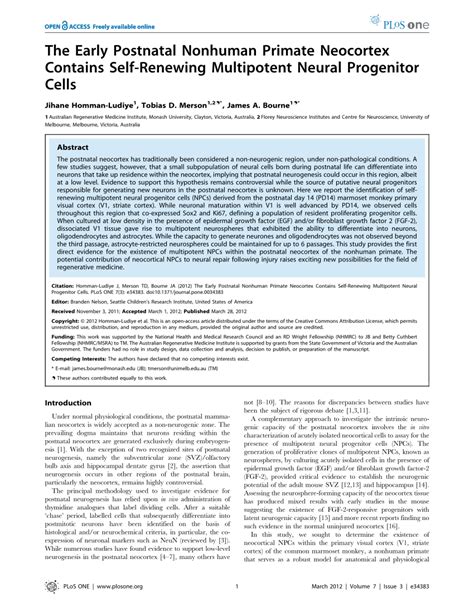 Pdf The Early Postnatal Nonhuman Primate Neocortex Contains Self Renewing Multipotent Neural