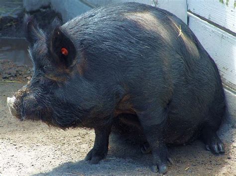 Guinea Hog Swine Oklahoma State University