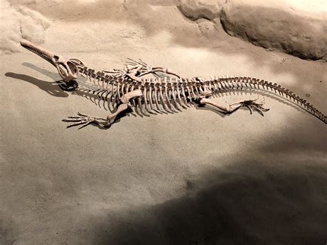Mesosaurus Fossil Reptile Genus Britannicacom