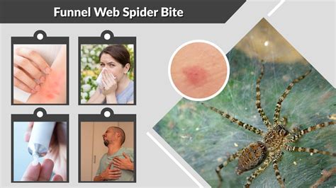 Funnel Web Spider Identification Habitat Bite And Safety Guide