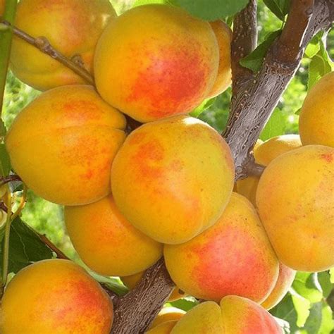 Чемпион Севера, саженцы абрикоса, Новосибирск Купить