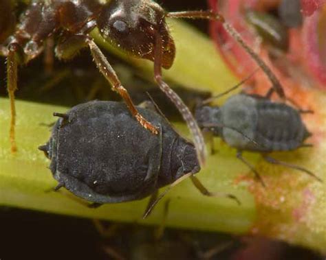 Aphis Acetosae Sorrel Flower Aphid Identification Images Ecology