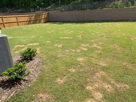 Lawn Disease In The Triangle Thrives In Heat And Moisture Triangle Lawn