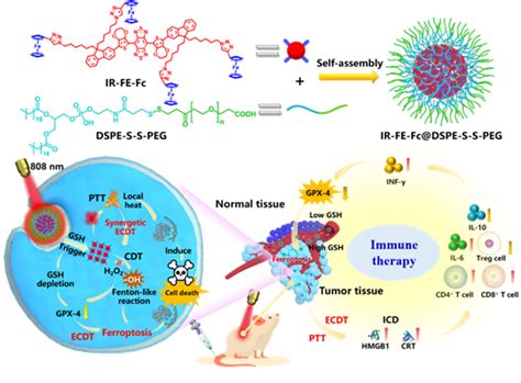 杨晴来博士团队《chemical Engineering Journal》最新成果：近红外二区（nir Ii）荧光成像引导的有机分子光诊疗平台的理性设计 南华大学衡阳医学院