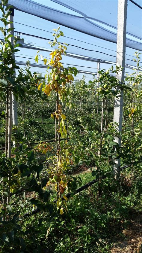 40 Questions With Answers In TREE PLANTATION Science Topic