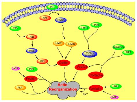 Review Of Pip2 In Cellular Signaling Functions And Diseases