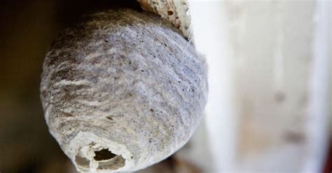 How Long Does It Take A Wasp To Build A Nest Craftingwithconcrete Com