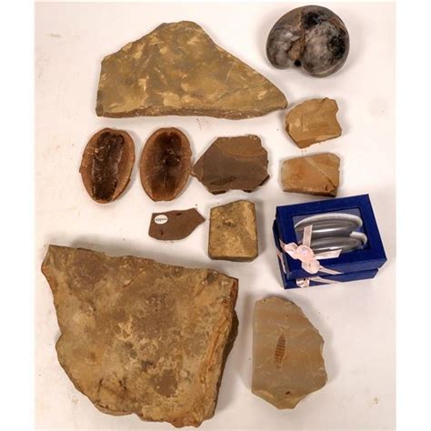 Insect Fossils Bivalve Magnitite [150865]