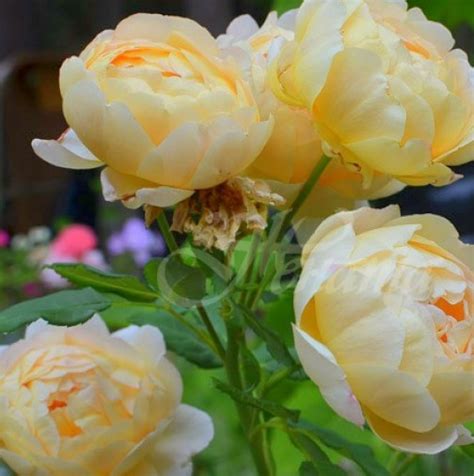 Ако сте Рак Скорпион и Риби в понеделник успехът ще ви следва навсякъде Близнаци Везни и